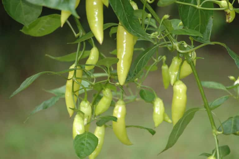 Aji Blanco Crystal – Capsicum baccatum var. pendulum – Chilisorte