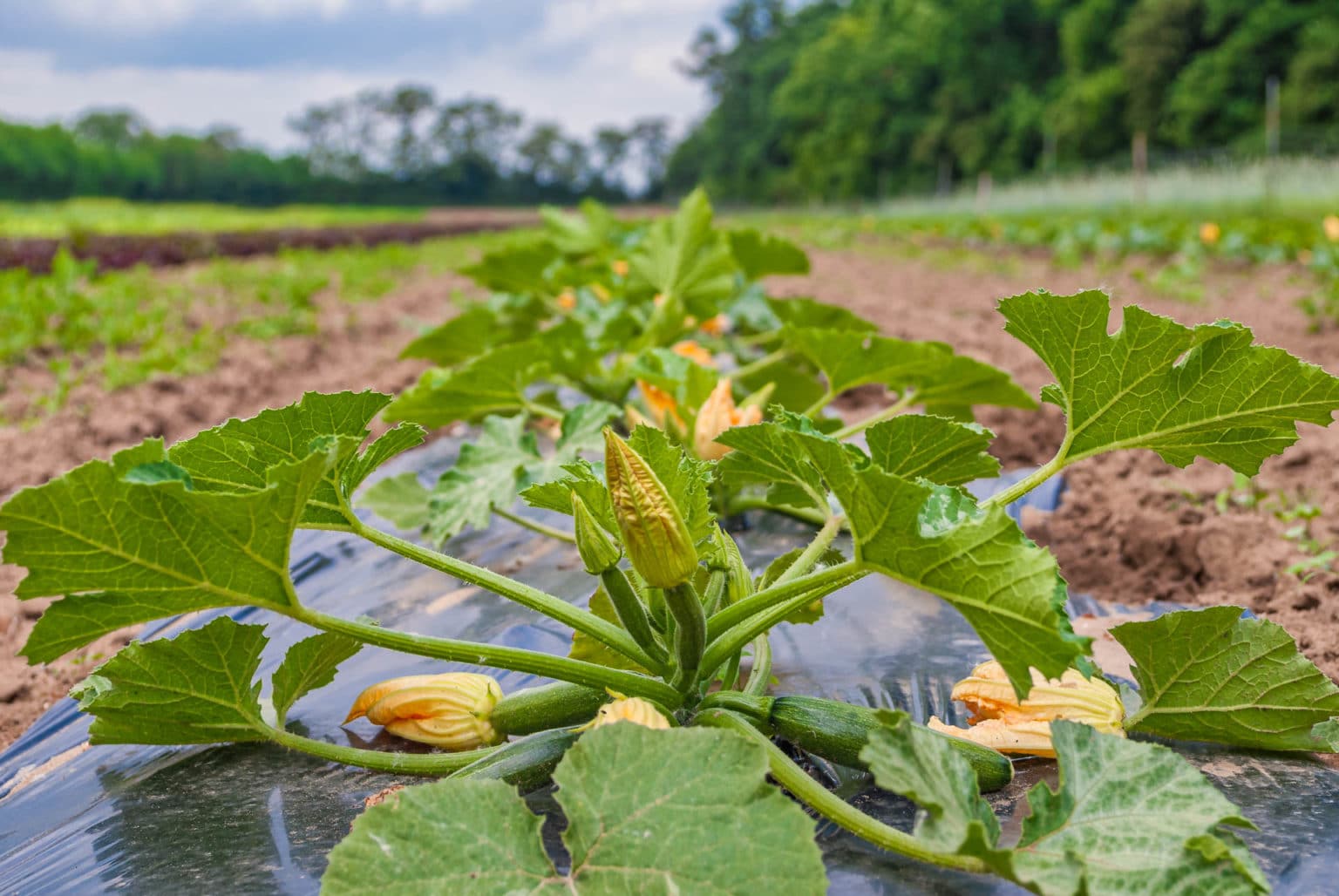 Fabelhafte Anbau Von Zucchini Bild