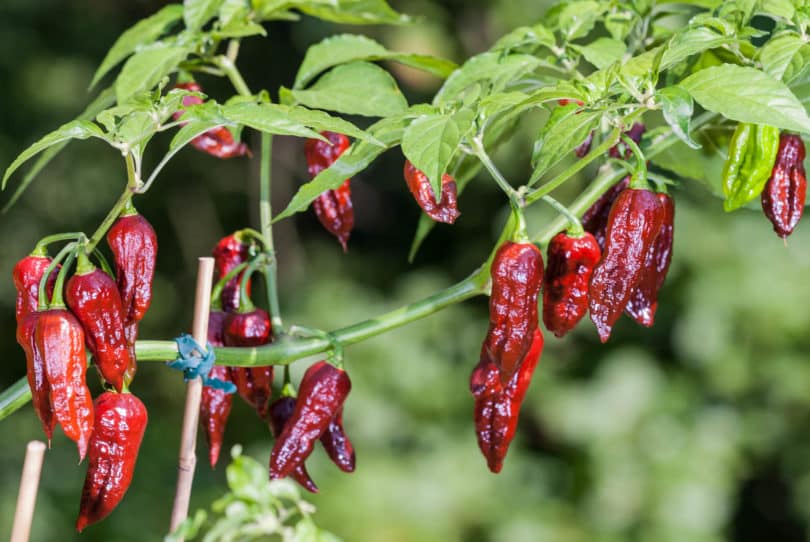 Bhut Jolokia Chocolate – Capsicum chinense – Chilisorte