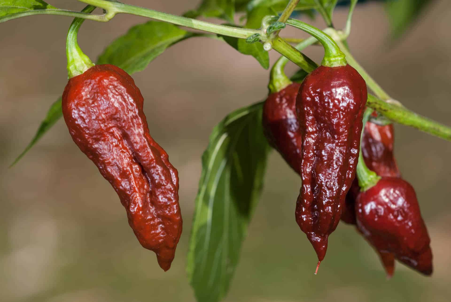 Bhut Jolokia Chocolate – Capsicum chinense – Chilisorte