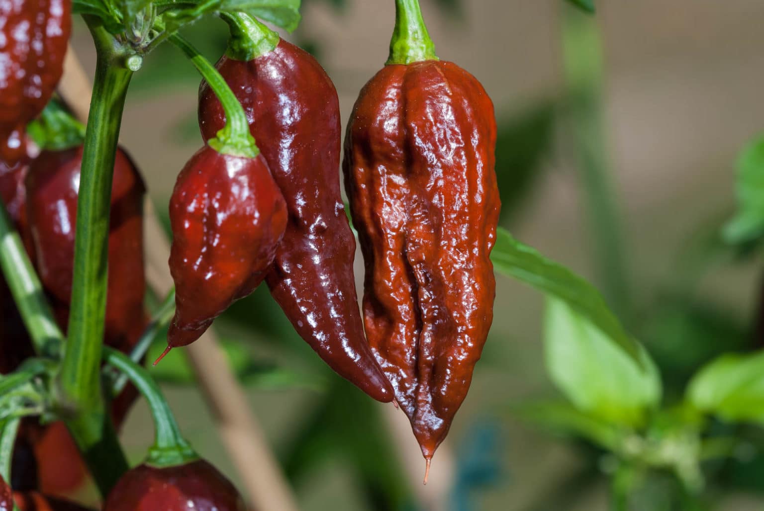 Bhut Jolokia Chocolate - Capsicum chinense - Chilisorte - Ethnobotanik