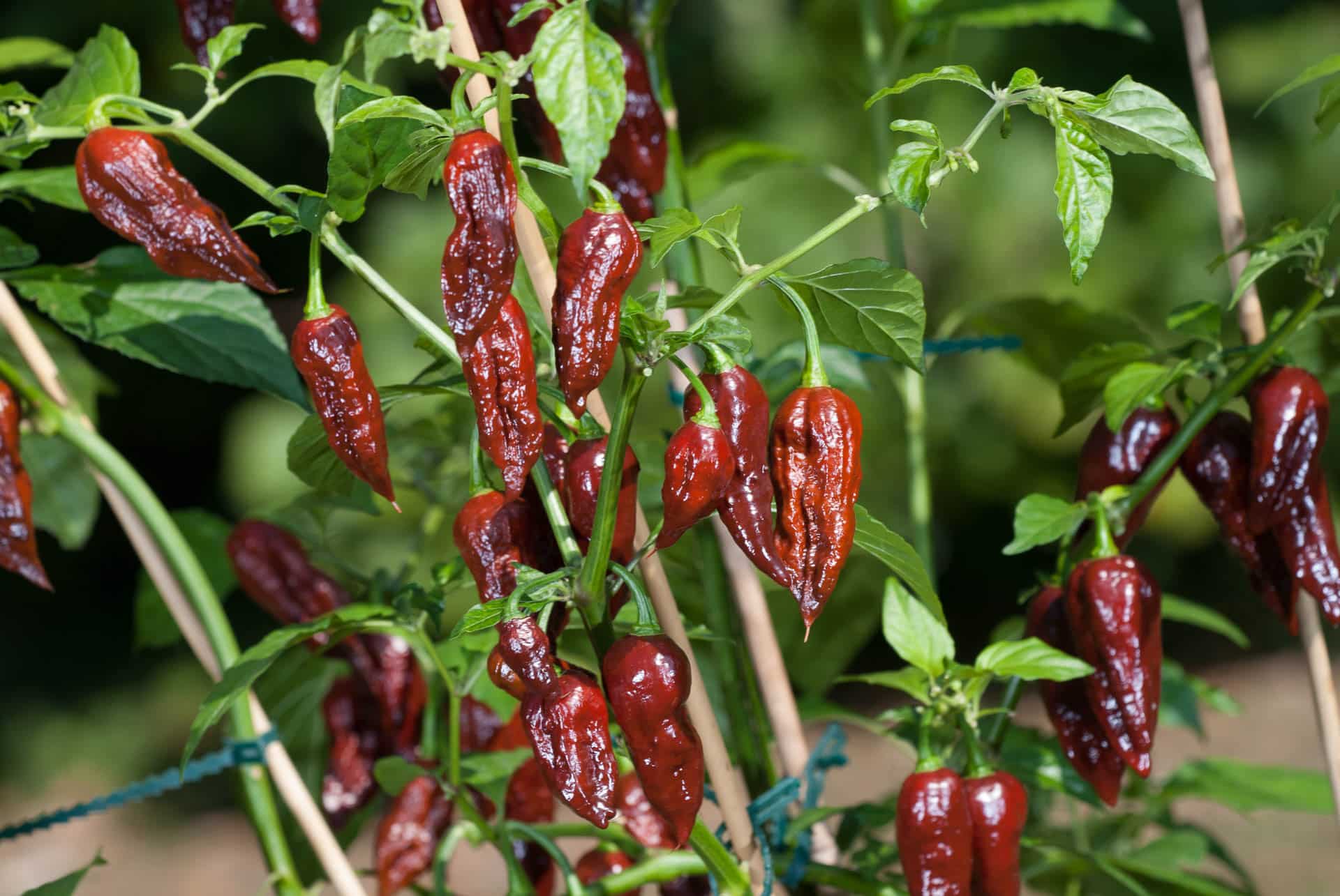 Bhut Jolokia Chocolate – Capsicum chinense – Chilisorte