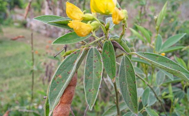 Cajanus cajan - Ethnobotanik