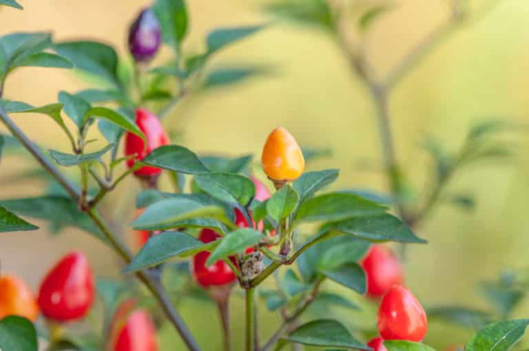 Capsicum sp.