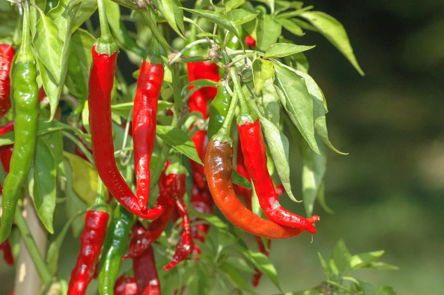 Cayenne Long Slim – Capsicum annuum L. – Chilisorte
