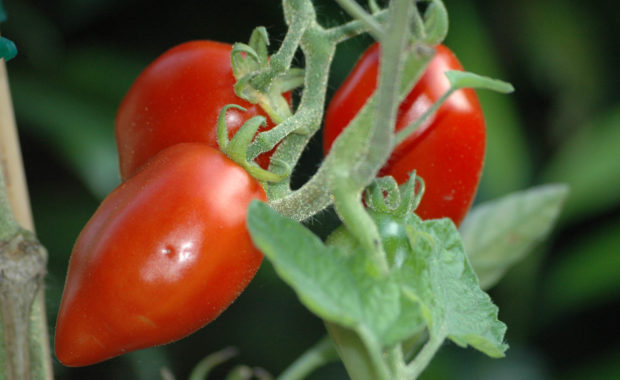 spitze Tomaten - Ethnobotanik