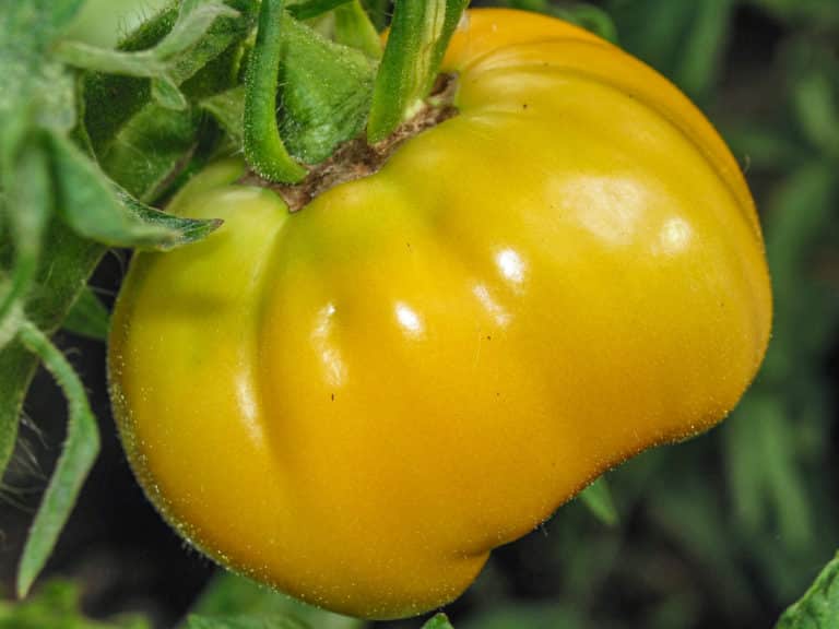 Earl of Edgecombe – Solanum lycopersicum – Tomatensorte